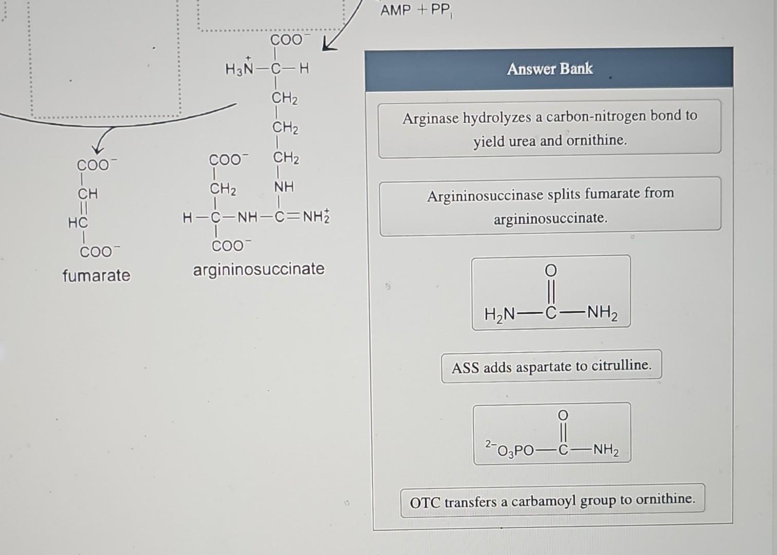 Solved abel each of the intermediates in the urea | Chegg.com