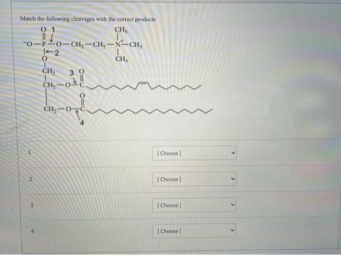 Solved Match the following cleavages with the correct | Chegg.com