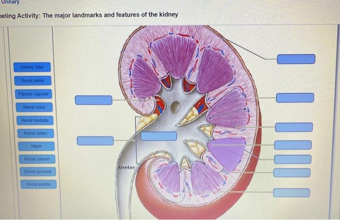 Solved Urinary Deling Activity: The major landmarks and | Chegg.com