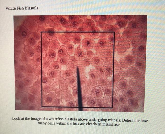 Solved White Fish Blastula X Look at the image of a | Chegg.com