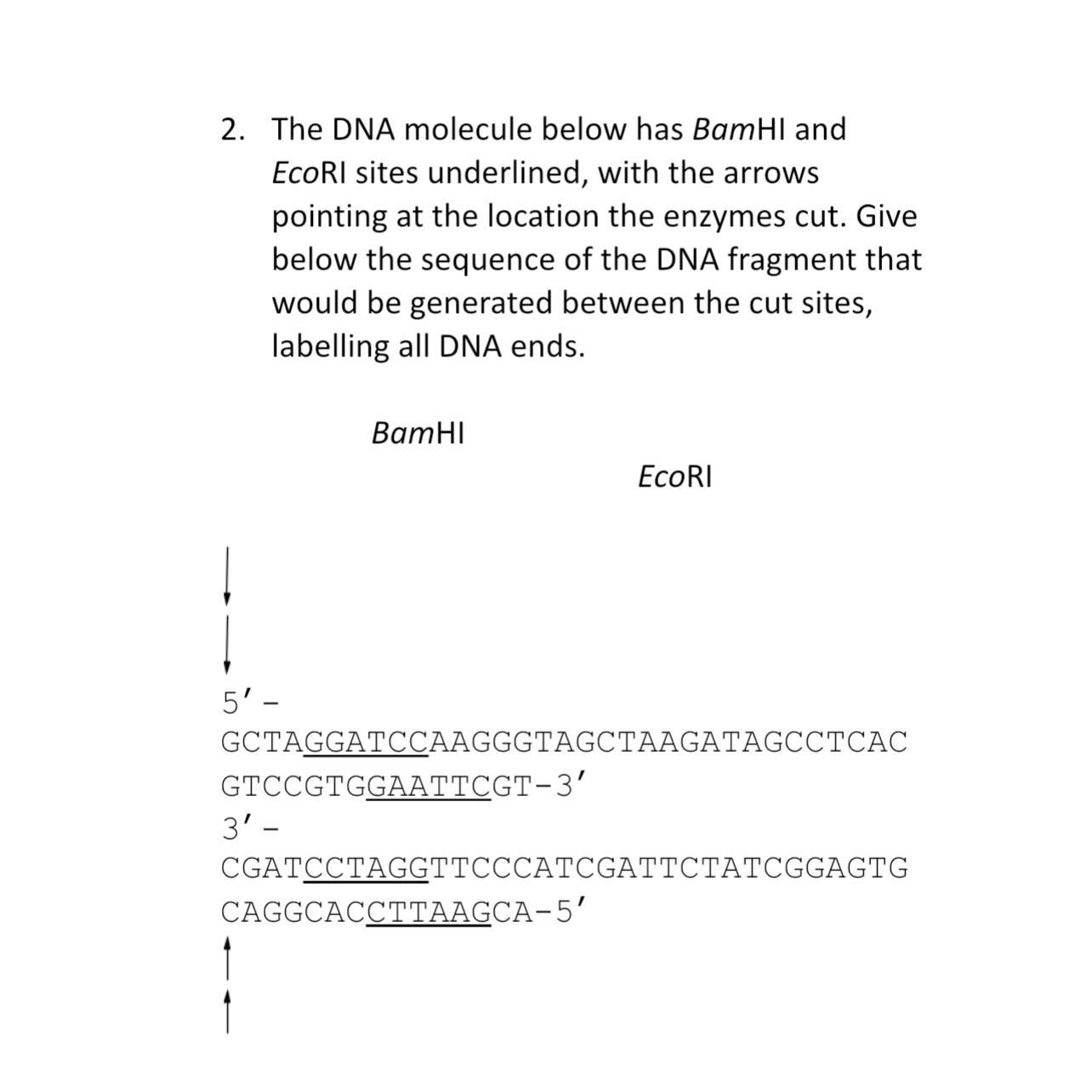 Solved The DNA molecule below has BamHI and EcoRI sites | Chegg.com