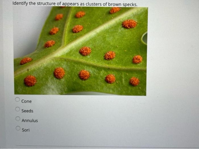 Solved Identify the structure of appears as clusters of | Chegg.com