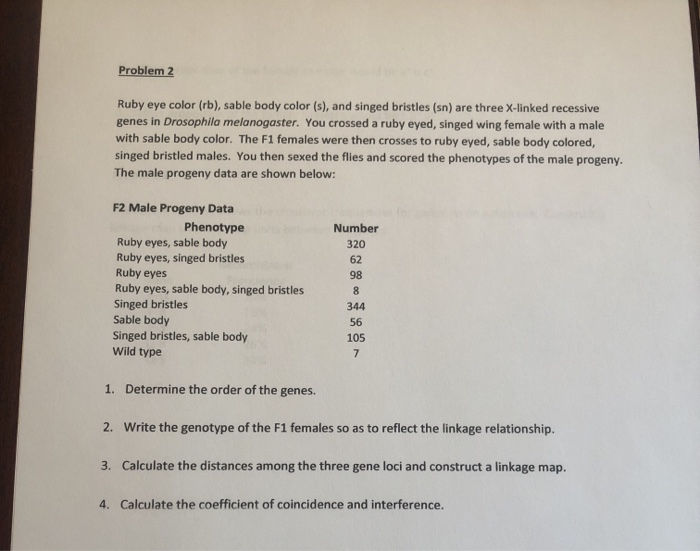 Solved Problem 2 Ruby eye color (rb), sable body color (s), | Chegg.com