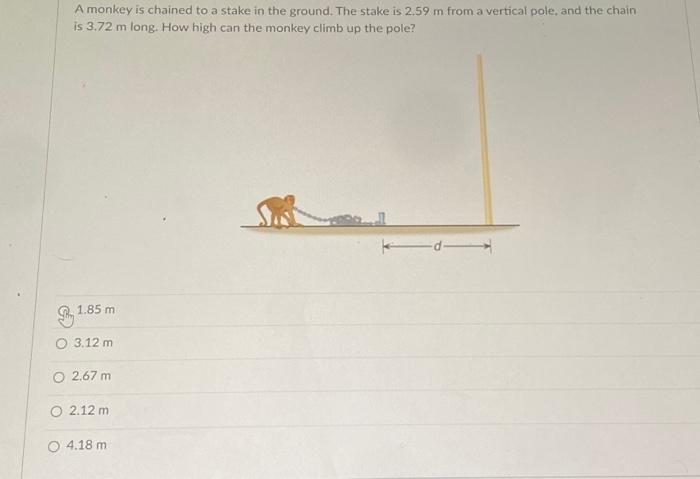 Solved A monkey is chained to a stake in the ground. The | Chegg.com
