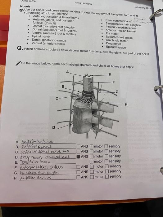Solved Models C. Use our spinal cord cross-section models to | Chegg.com