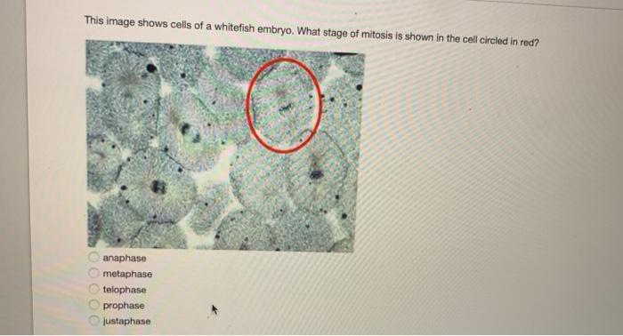 Solved This image shows cells of a whitefish embryo. What | Chegg.com
