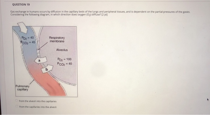 Solved QUESTION 19 Gas exchange in humans occurs by | Chegg.com