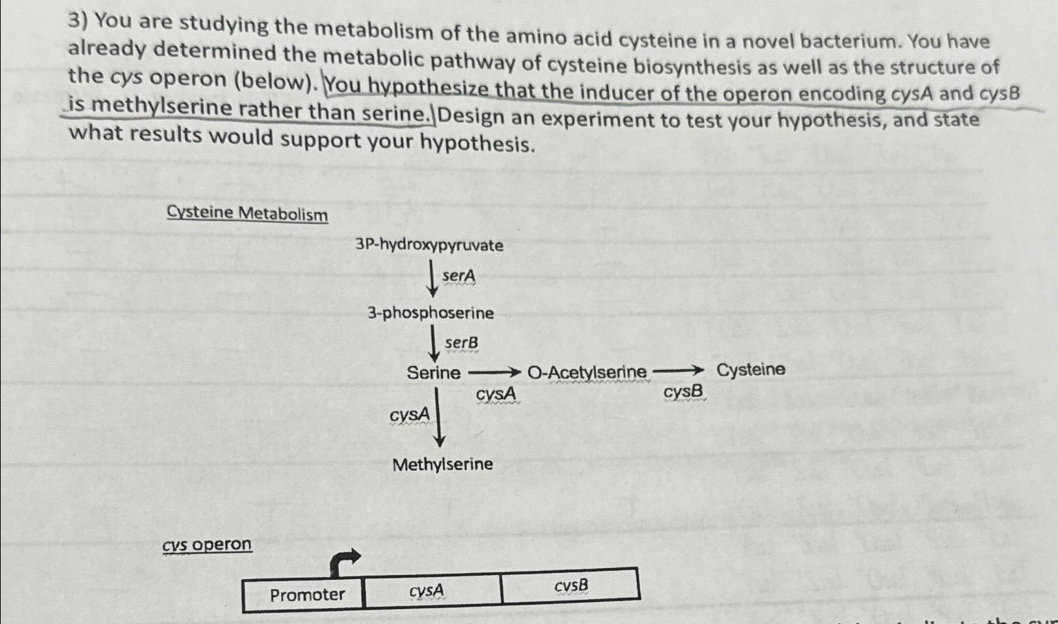 Solved You are studying the metabolism of the amino acid | Chegg.com