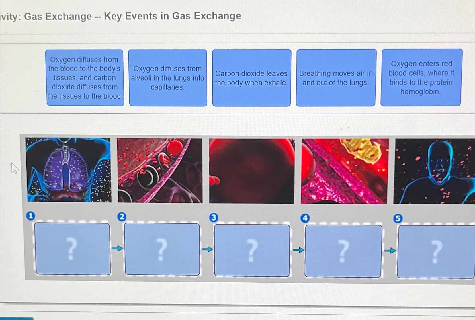 Solved vity: Gas Exchange -- ﻿Key Events in Gas | Chegg.com
