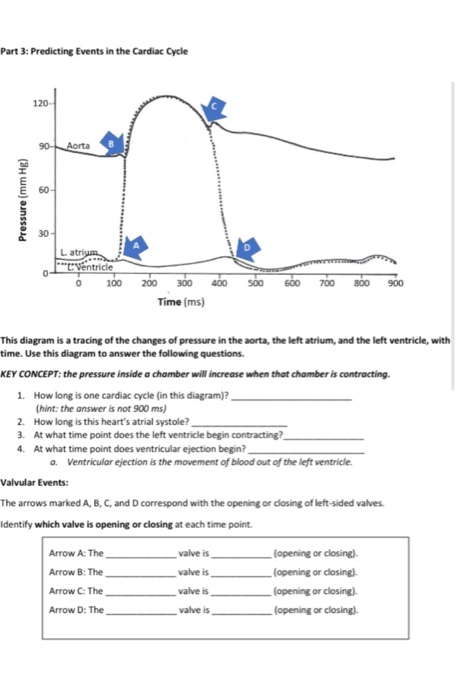 Solved POGIL 3: Cardiac Cycle Part 1: Pattern of Blood Flow | Chegg.com