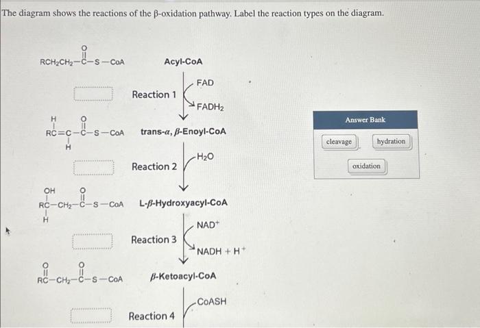 Solved The diagram shows the reactions of the ß-oxidation | Chegg.com