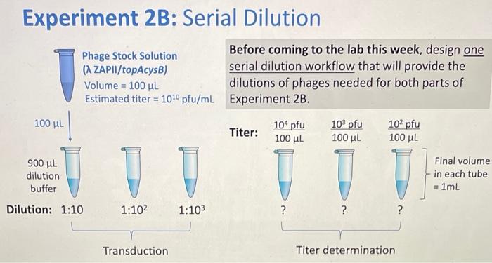 Experiment 2B: calculating pfu/mL (or | Chegg.com