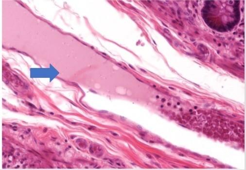 identify the structure indicated at the pointer 20x | Chegg.com