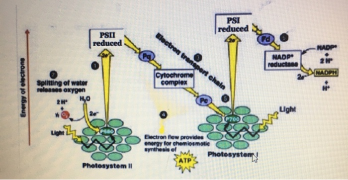 Solved Below is a picture of the "Z-scheme" of | Chegg.com