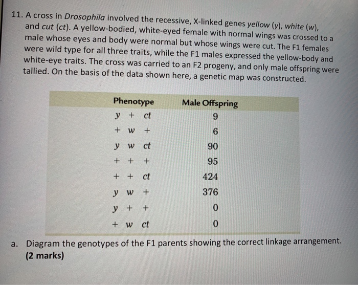 Solved 11. A cross in Drosophila involved the recessive, | Chegg.com