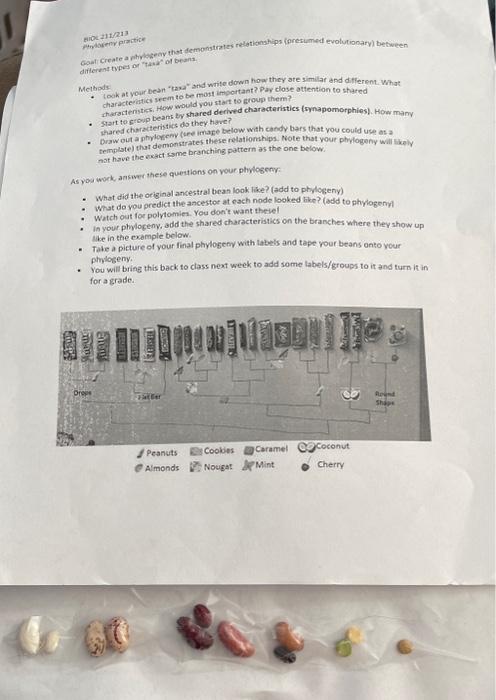 Please create a phyogenetic tree out of the 12 beans | Chegg.com