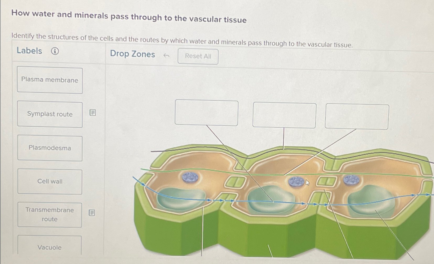 Solved How water and minerals pass through to the vascular | Chegg.com