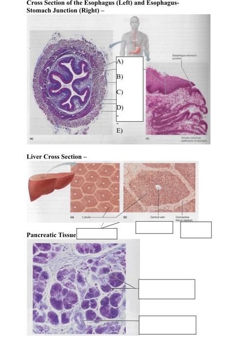 Solved Cross Section of the Esophagus (Left) and Esophagus- | Chegg.com