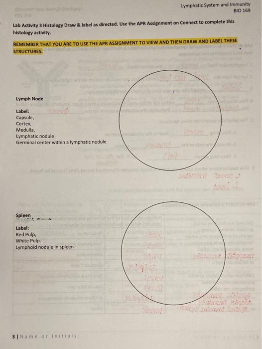 Solved Lymphatic System and Immunity BIO 169 Lab Activity 3 | Chegg.com