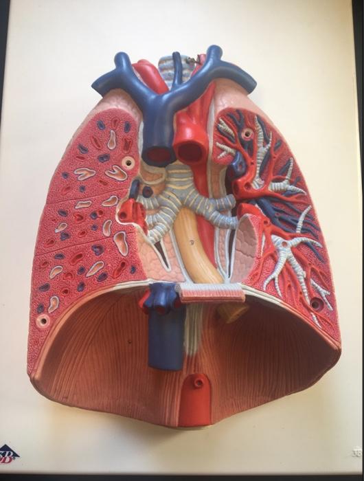 Solved please label structures of respiratory system | Chegg.com