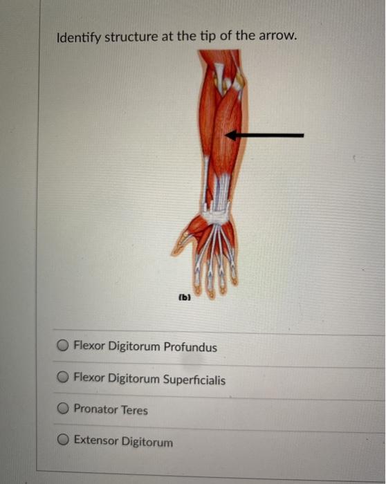 Flexor Digitorum Profundus