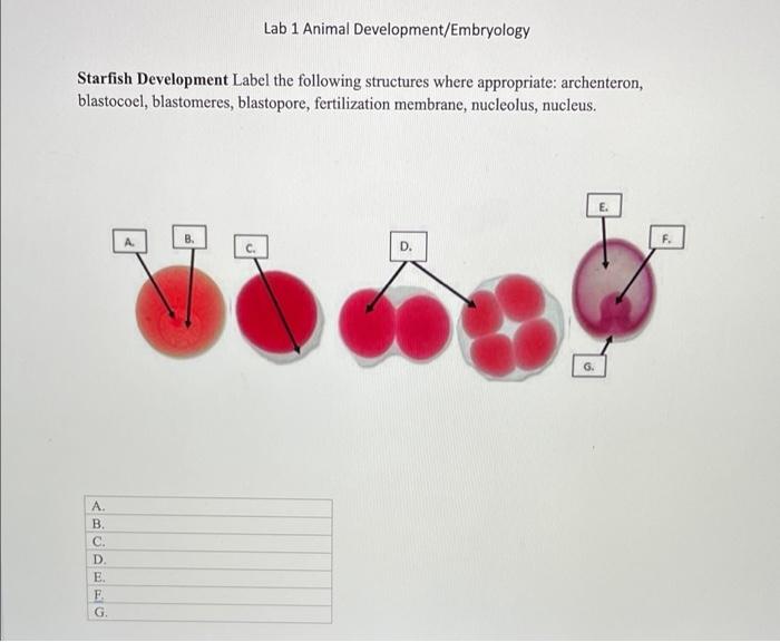 Solved Lab 1 Animal Development/Embryology Starfish | Chegg.com