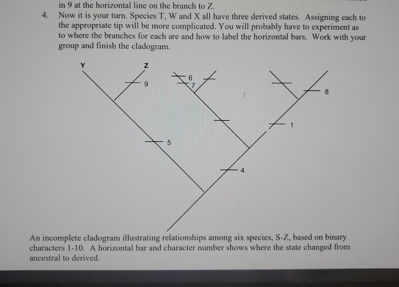 Solved Activities: 1. Try making a simple cladogram using | Chegg.com