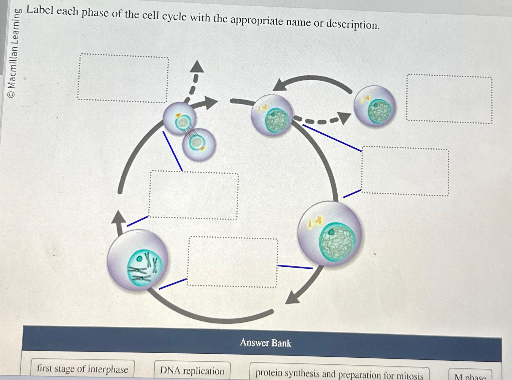 Solved Label each phase of the cell cycle with the | Chegg.com