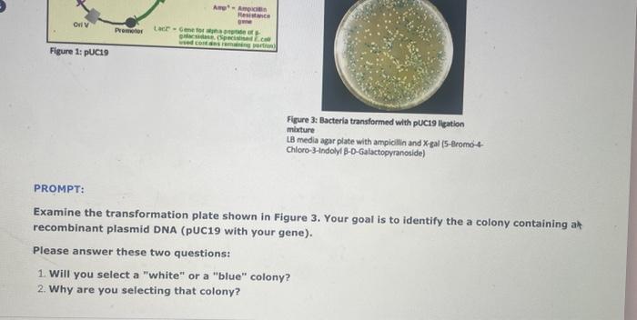 Solved You are cloning a gene into the vector, pUC19 (Figure | Chegg.com