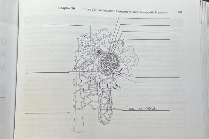 Solved Chapter 36 Urinary System Function, Assessment, and | Chegg.com