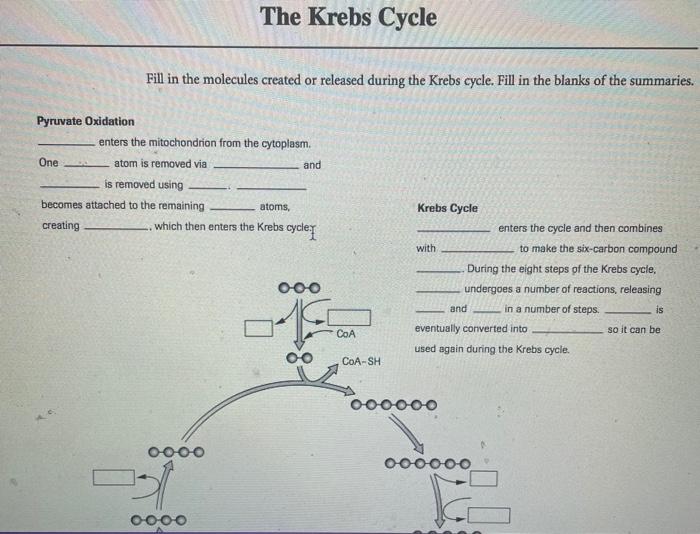 The Krebs Cycle Fill in the molecules created or | Chegg.com