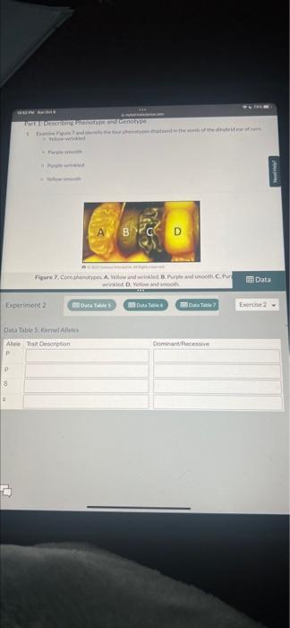 Solved р 10:52 PM Sun Oct 8 S S o Purple-smooth Experiment 2 | Chegg.com