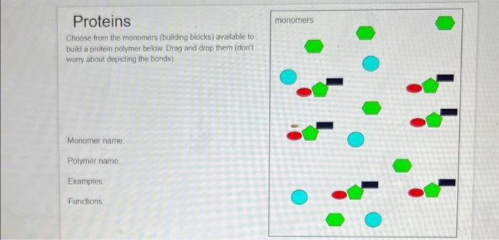 Solved Proteins Choose from the monomers (building blocks) | Chegg.com