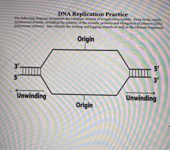 Solved DNA Replication Practice The following diagram | Chegg.com
