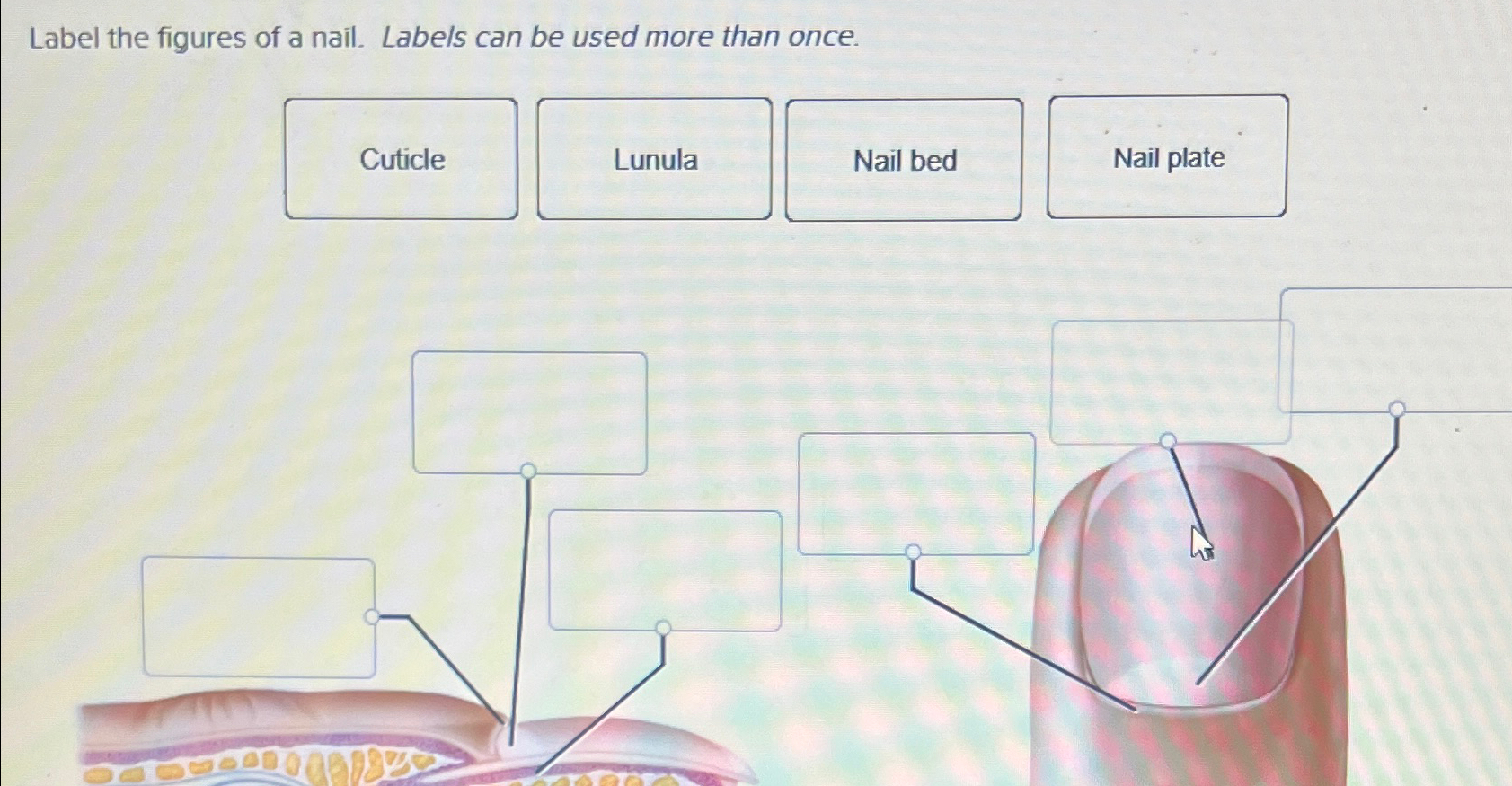 Solved Label the figures of a nail. Labels can be used more | Chegg.com
