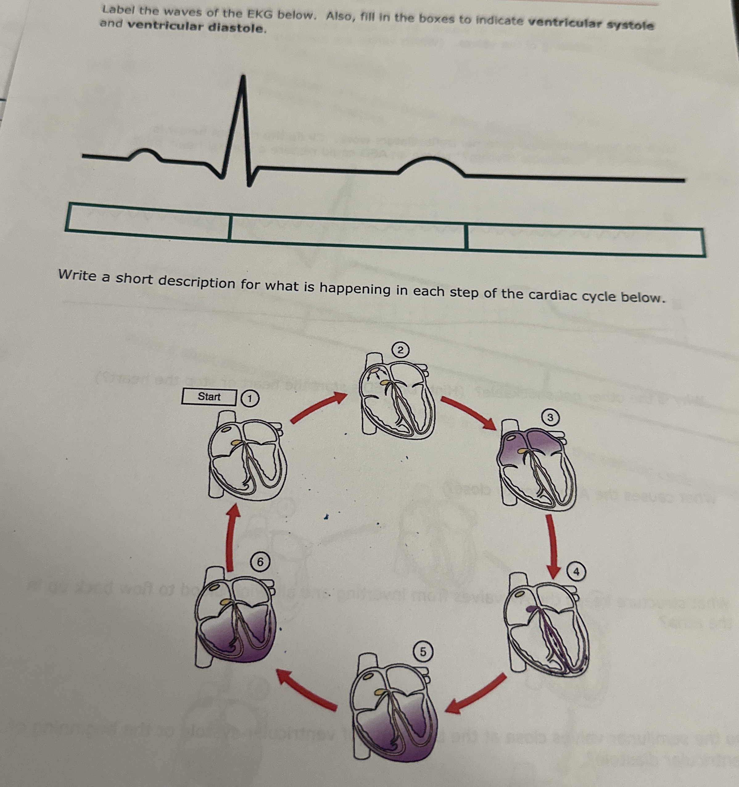 Solved Label the waves of the EKG below. Also, fill in the | Chegg.com