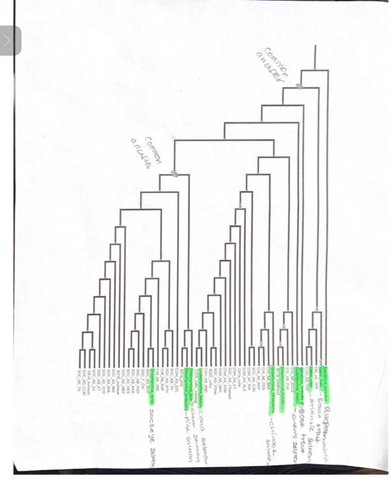 Solved SALMON MOLECULAR PHYLOGENY You will use two computer | Chegg.com