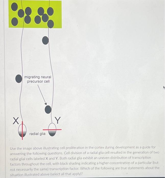 Solved Use the image above illustrating cell proliferation | Chegg.com