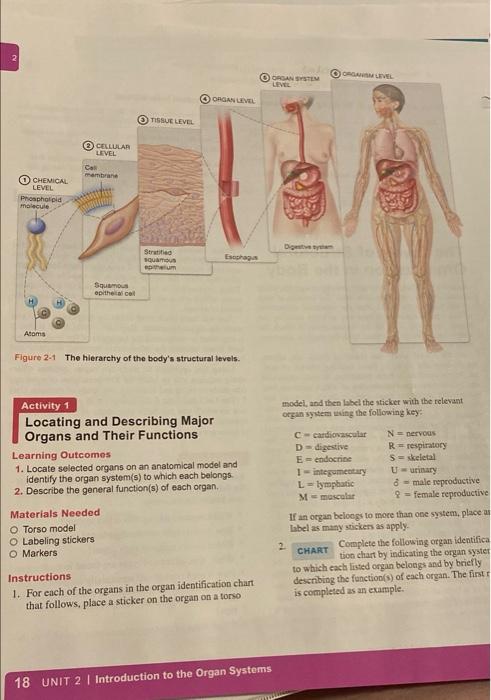 ORGANEVE ORGAN SYSTEM LEVEL ORGAN LEVEL TISSUE LEVEL | Chegg.com