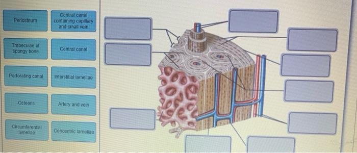 Solved Periosteum Central Canal Containing Capillary And Chegg