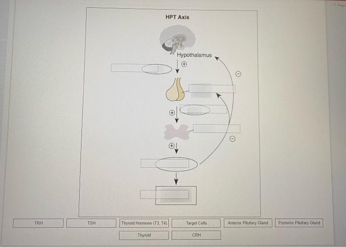 Solved HPT Axis Poaterior Parizary Gland | Chegg.com