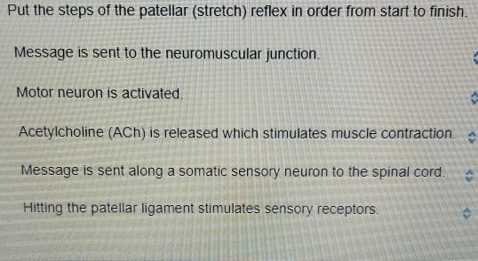 Solved Put the steps of the patellar (stretch) reflex in | Chegg.com