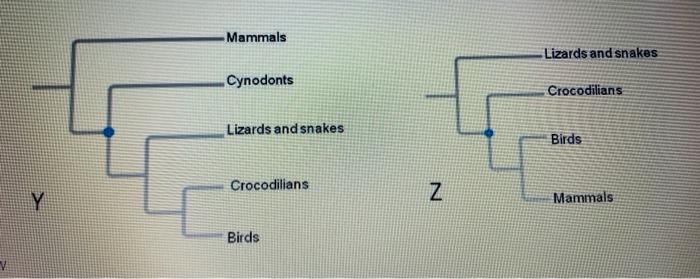 Solved Combine these two phylogenetic trees into one | Chegg.com