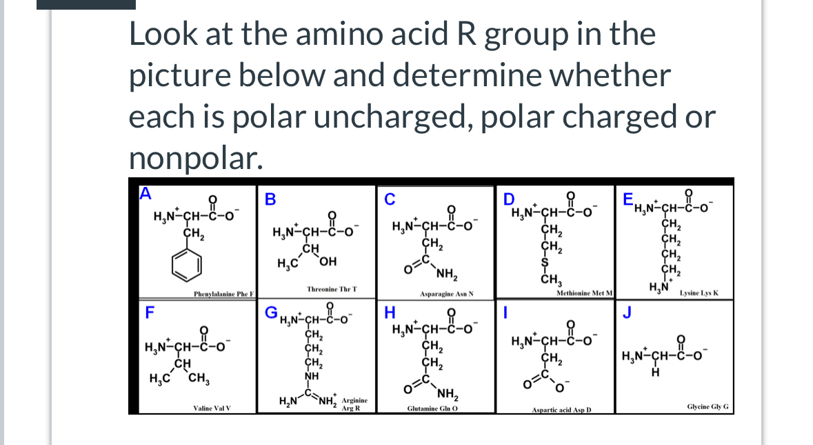 Solved Look at the amino acid R ﻿group in the picture below | Chegg.com