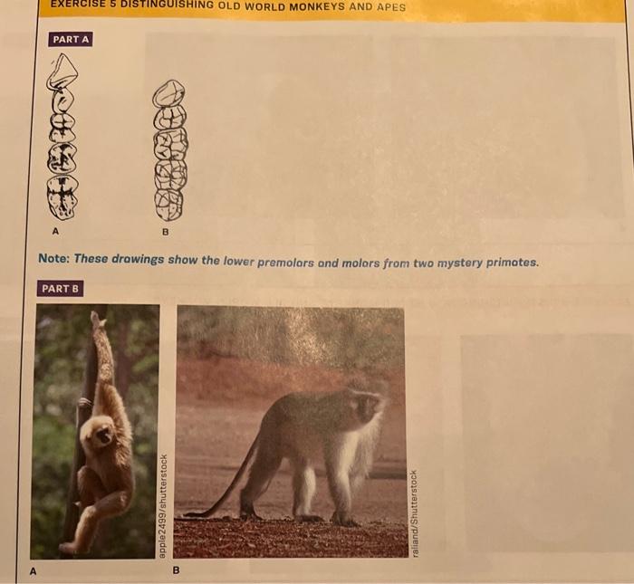 Use the primate material provided by your instructor | Chegg.com