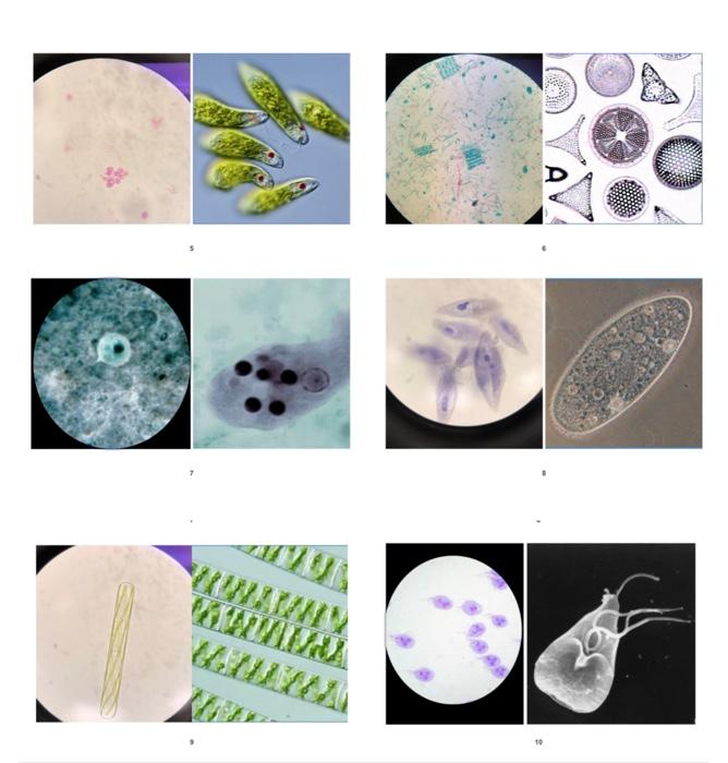 Solved Review the 10 slides of protists shown below. Your | Chegg.com