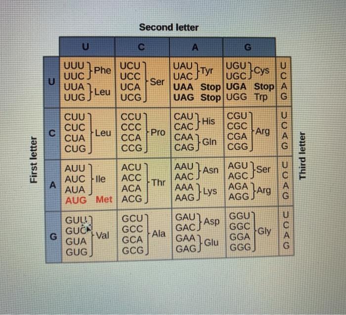 Solved NOTE: You are given the CODING sequence of DNA, which | Chegg.com