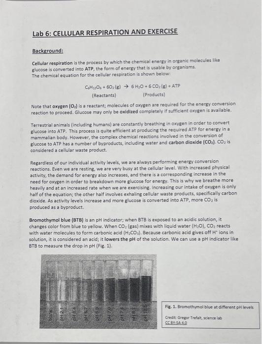 Lab 6: CELLULAR RESPIRATION AND EXERCISE Background: | Chegg.com
