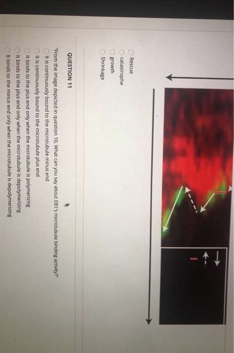 QUESTIONS WHAMM is a nucleation promoting factor. | Chegg.com
