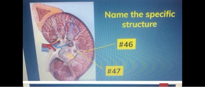 Solved Name the specific structure #46 #47 Name the | Chegg.com